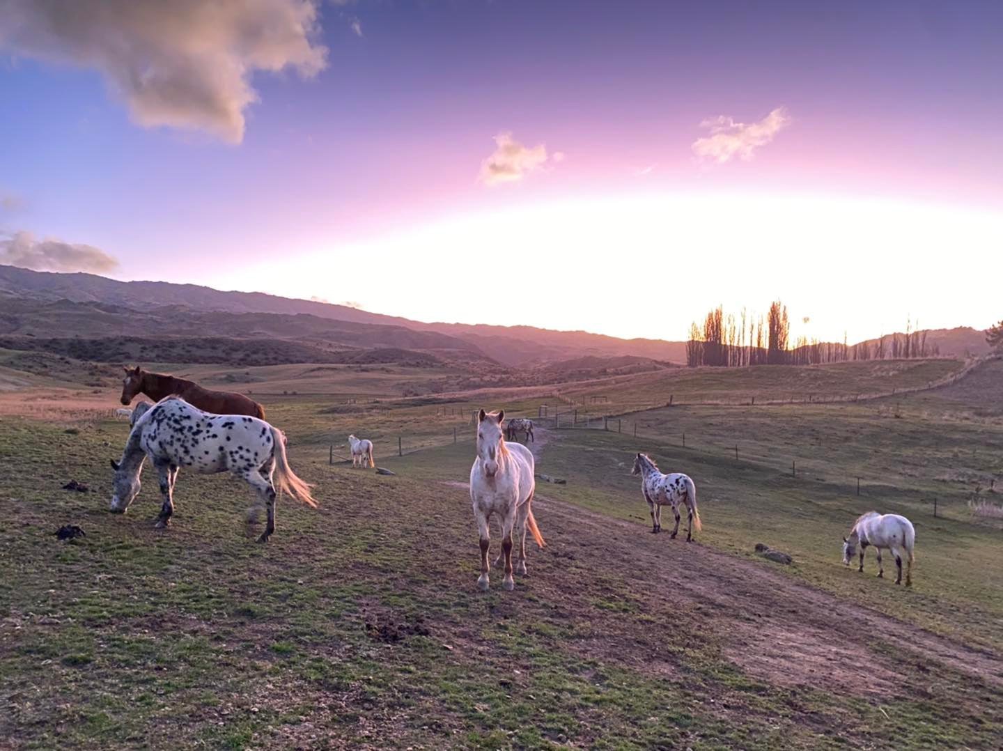 Backcountry Saddle Expeditions, Alexandra, Otago - NZ Online Travel